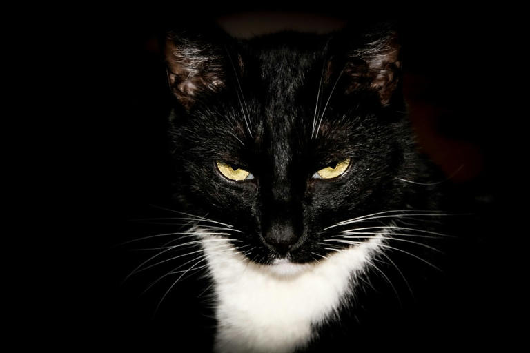 Tuxedo cat 'fuming' over mom sleeping in will make you laugh out loud