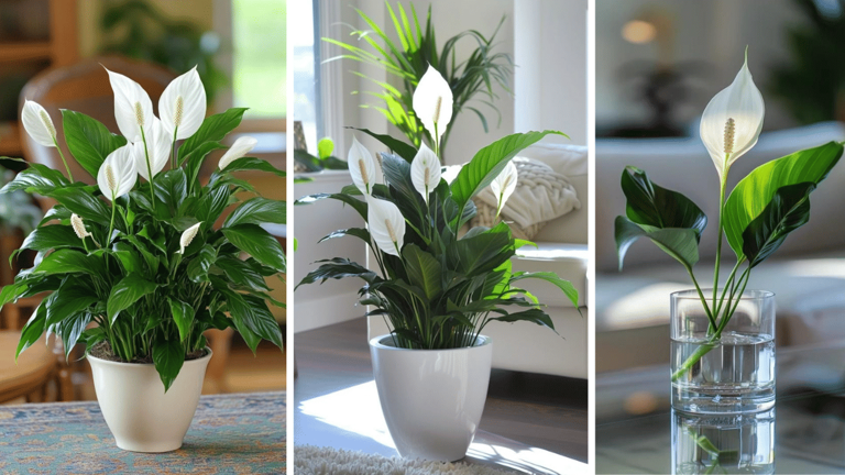 Plants to keep at home that quietly improve mood and peace