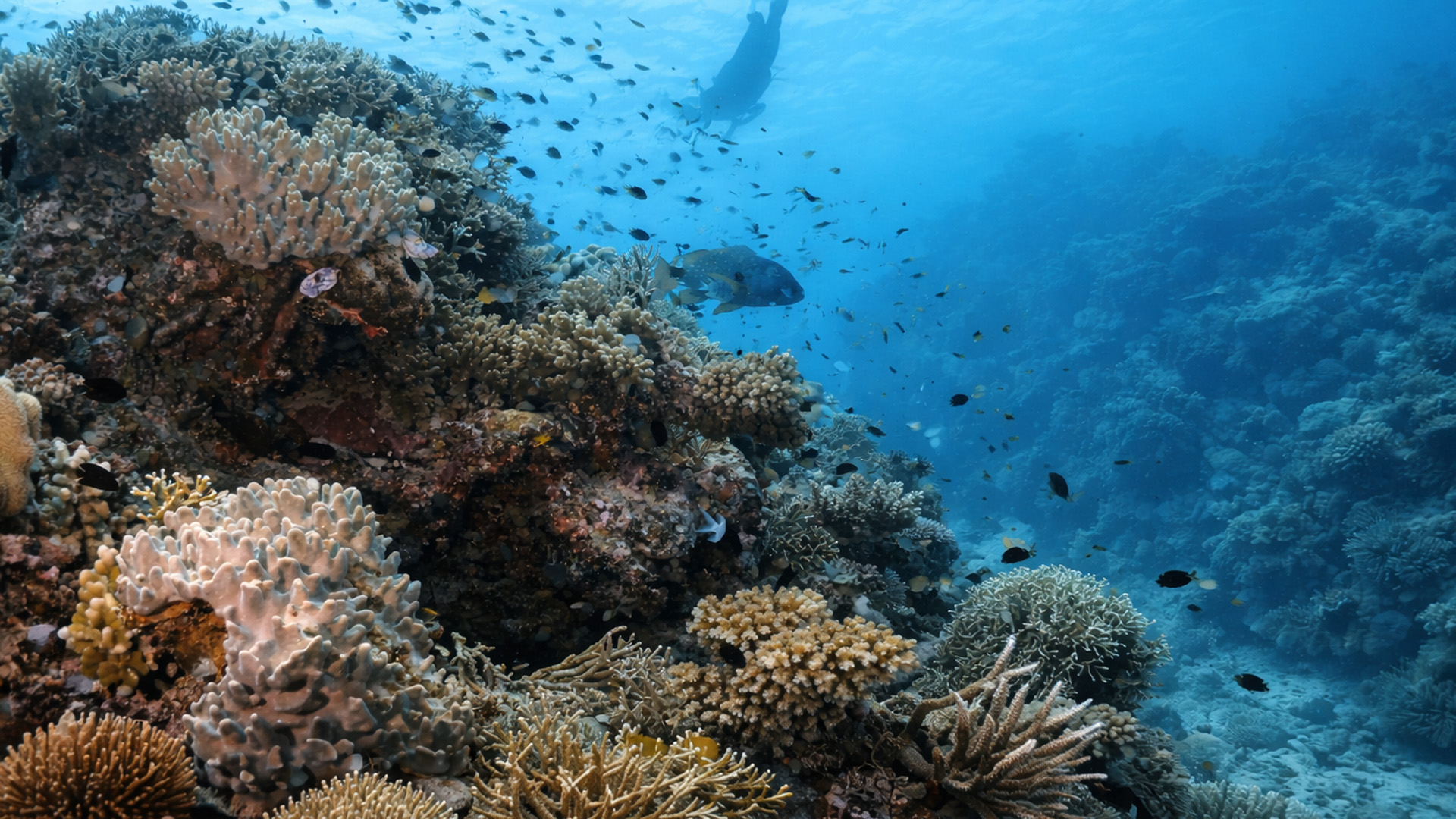 Life beneath the coral reef