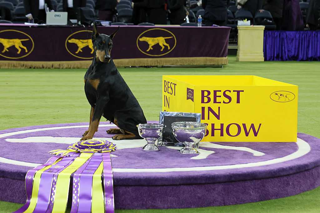 Doberman pinscher named Penny wins best in show at the 150th annual ...