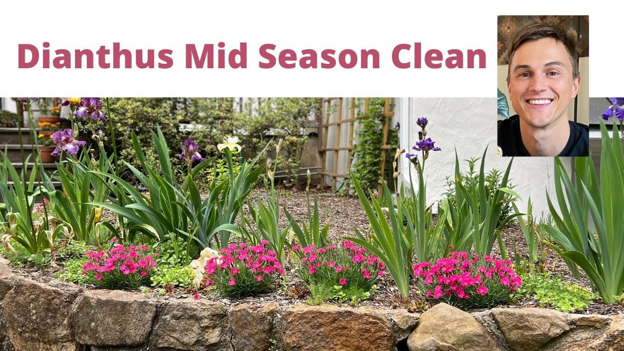 Perennial dianthus mid-season care for more flowers