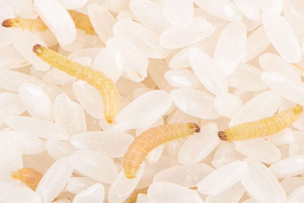 Students fall ill after worm-infested rice served at Vijayapura ...
