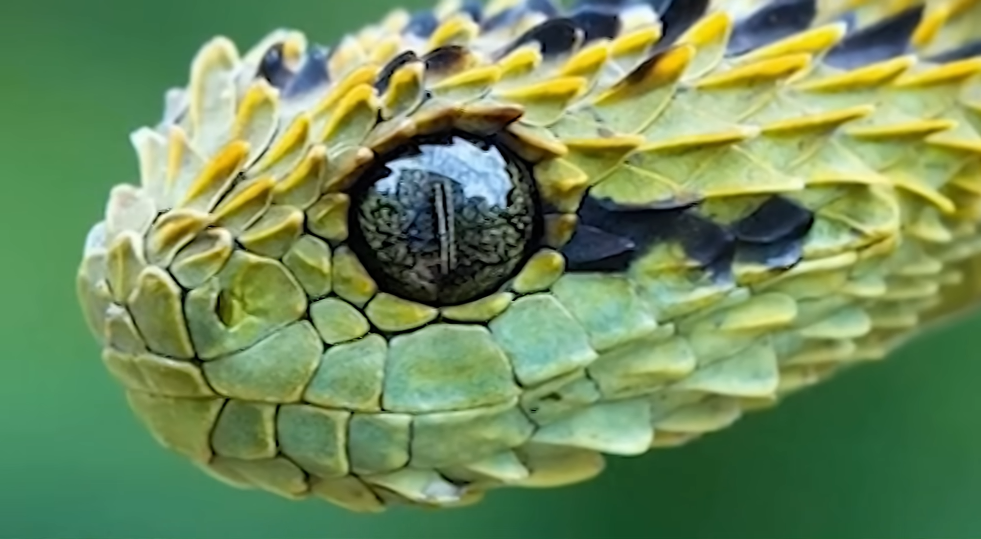 Damage snake vs control snake - the matchup that decides who survives
