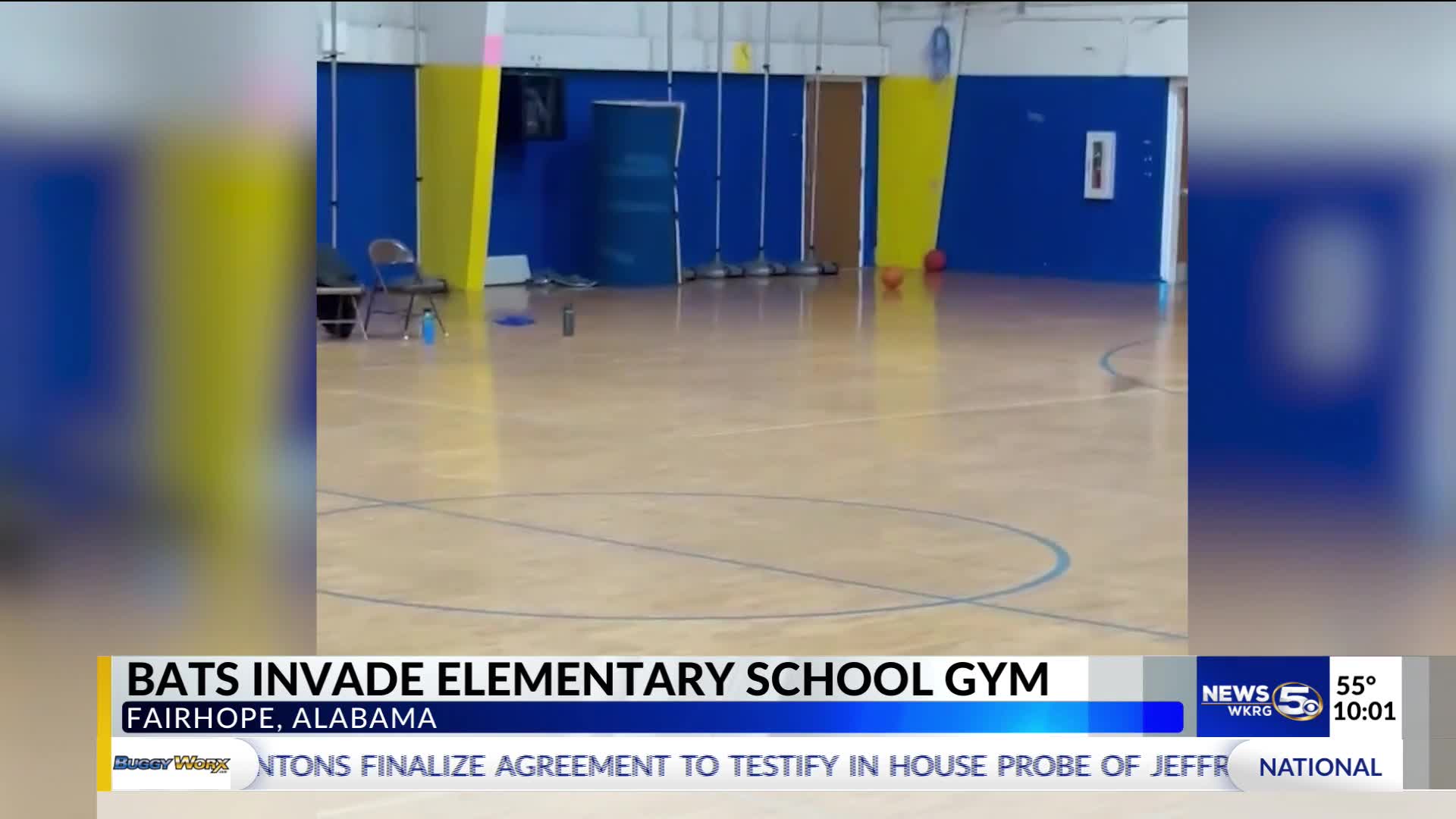 Bats swarm Fairhope West Elementary gym during basketball game