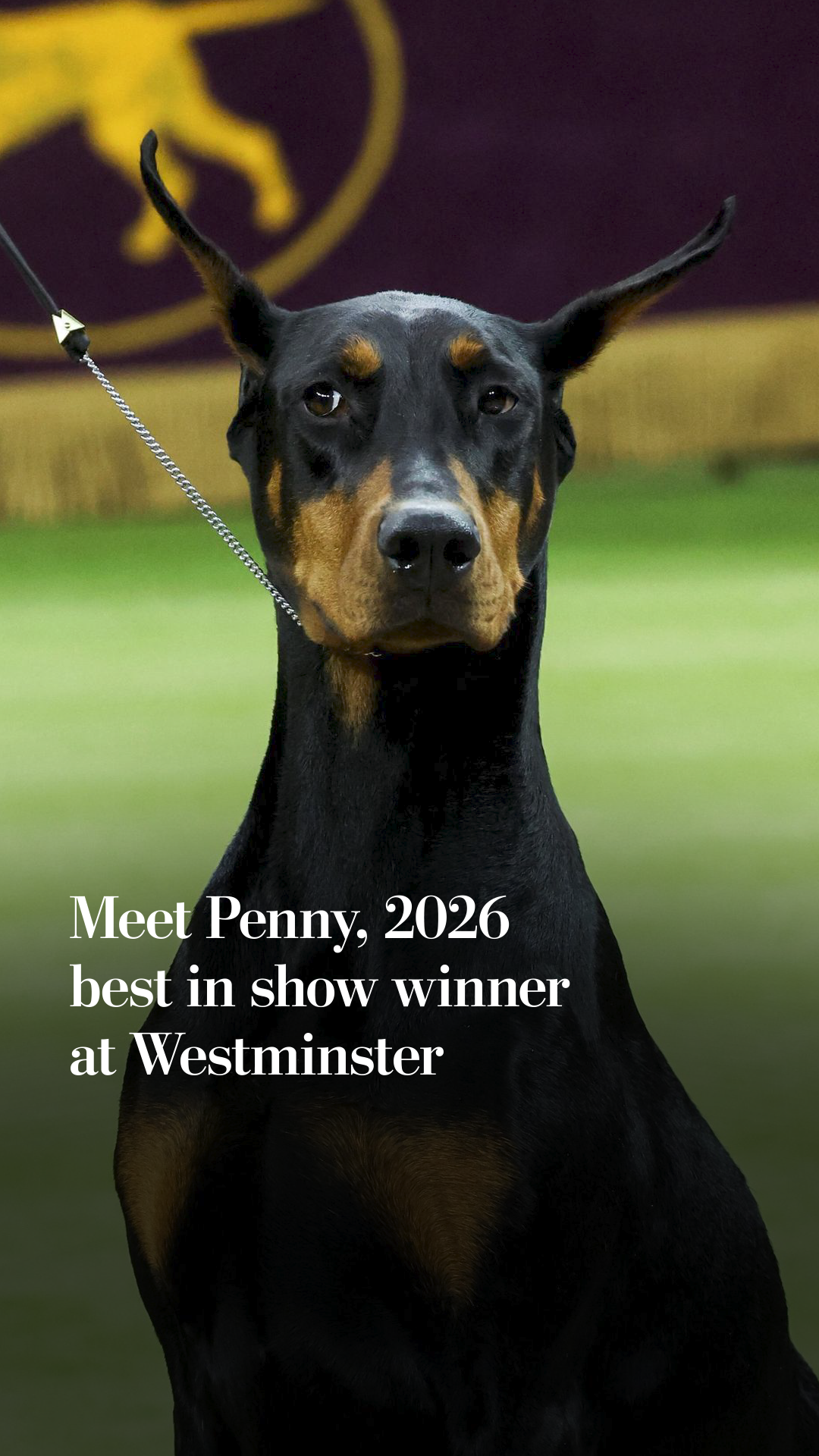 Meet Penny, 2026 best in show winner at Westminster