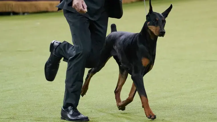Who won Best in Show at Westminster 2026? Meet Penny, the Doberman ...
