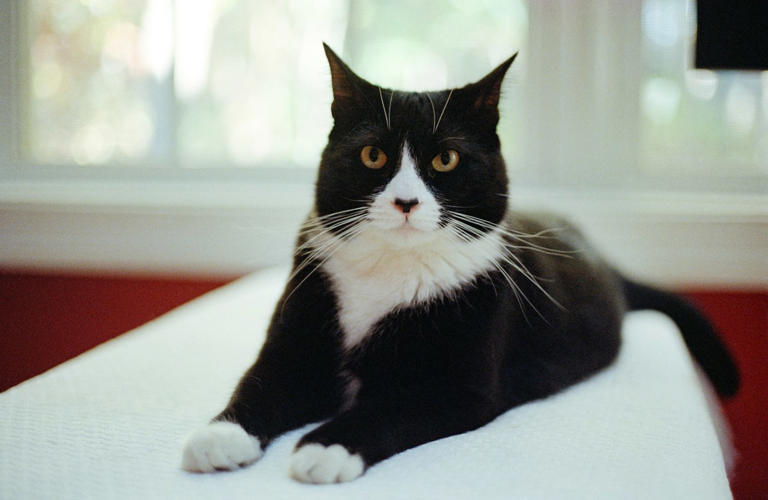 Tuxedo cat 'fuming' over mom sleeping in will make you laugh out loud