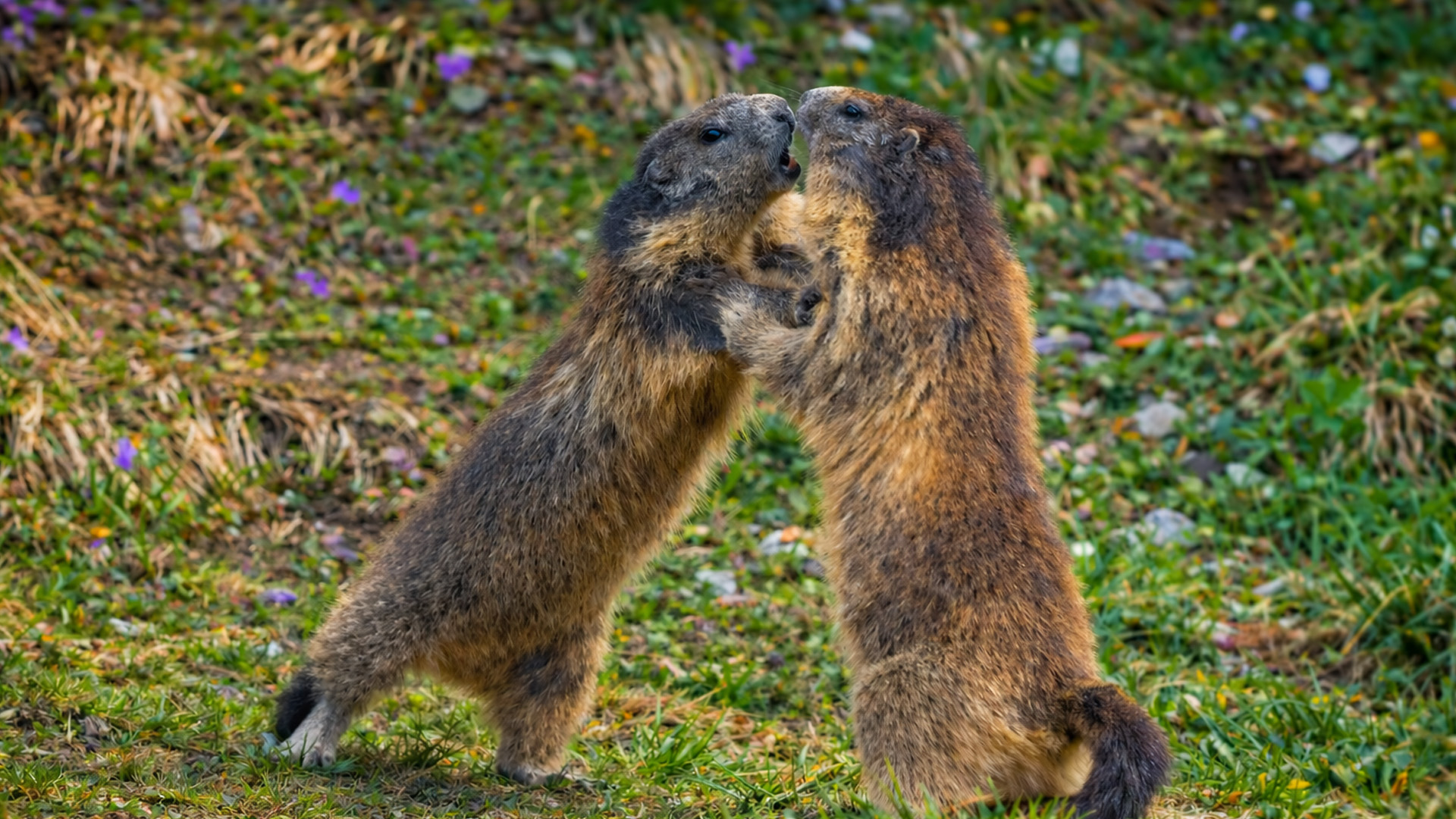 Caught these marmots in their daily sparring match