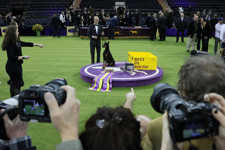 See adorable photos of dogs from 2026 Westminster Kennel Club Dog Show