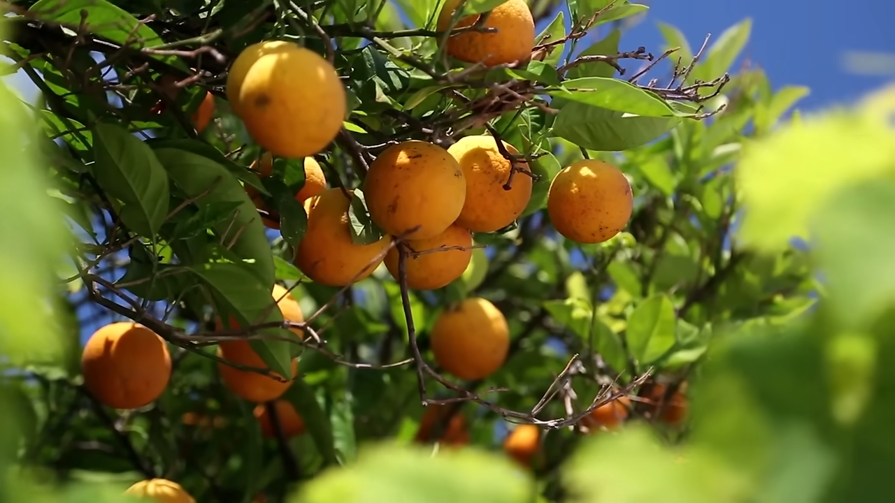L’histoire cachée des fruits que nous mangeons