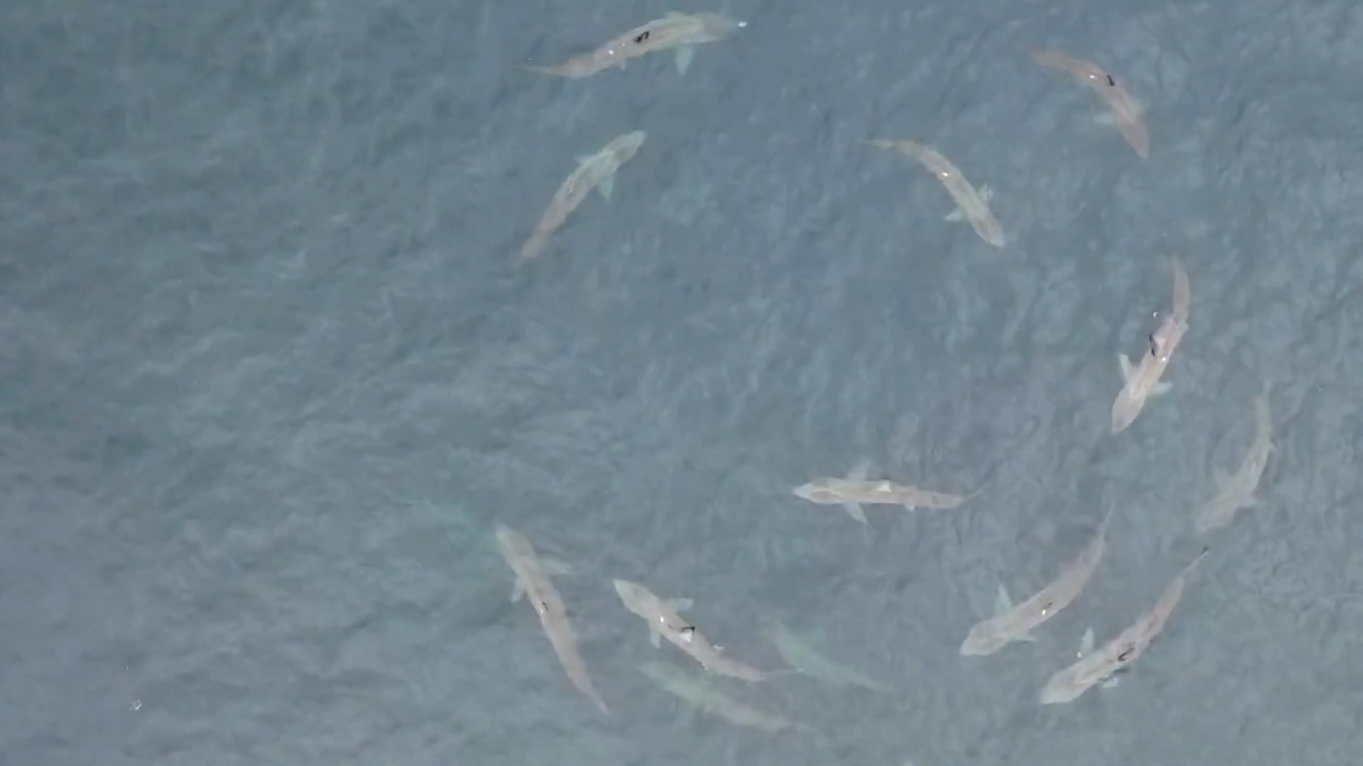 The sea is hiding shark rituals humans were never meant to witness