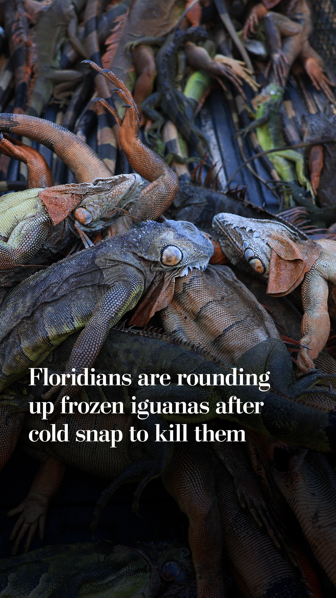 Floridians are rounding up frozen iguanas to kill them