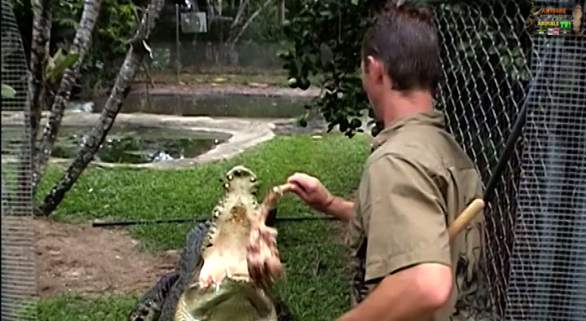 Ten dramatic crocodile encounters and close calls with aggressive ...