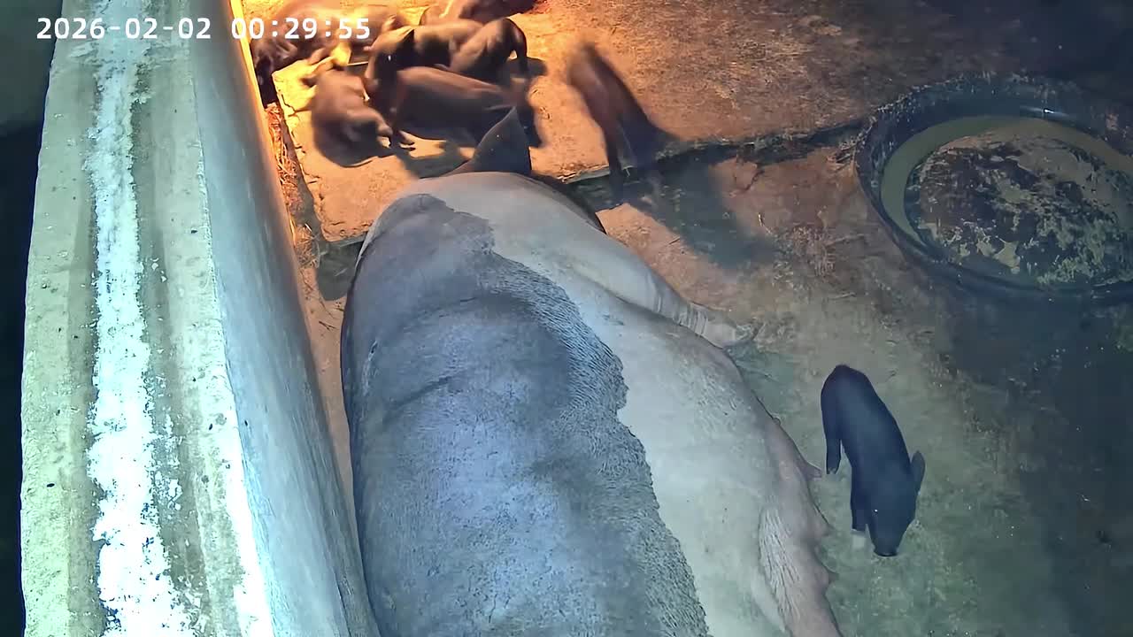 Mother's instinct! Piglet with head stuck in between boards rescued by ...
