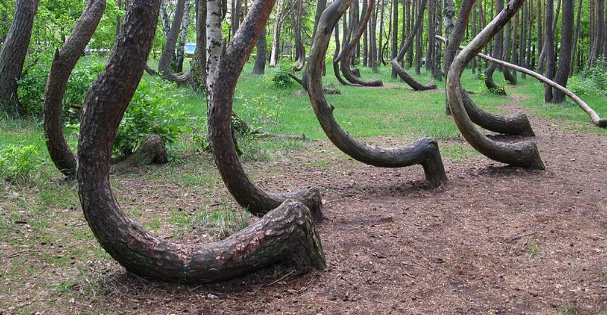 The most unusual trees in Europe? Meet Poland’s Crooked Forest