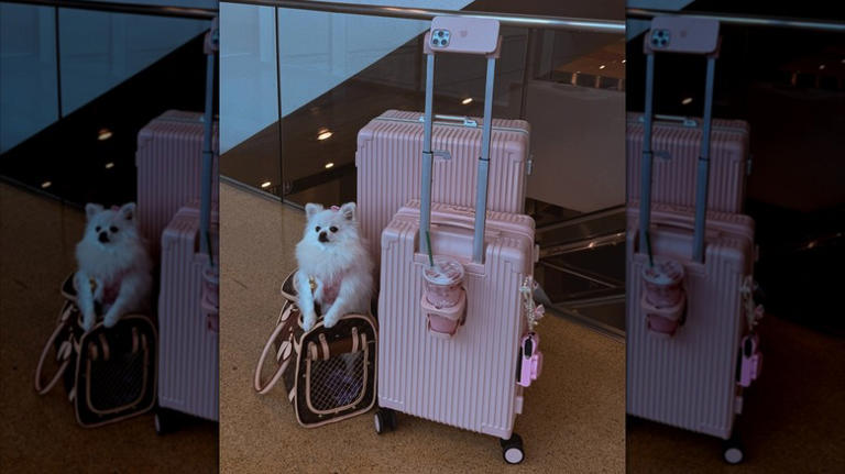 The chic, viral suitcase brand that Reddit users are warning people to ...