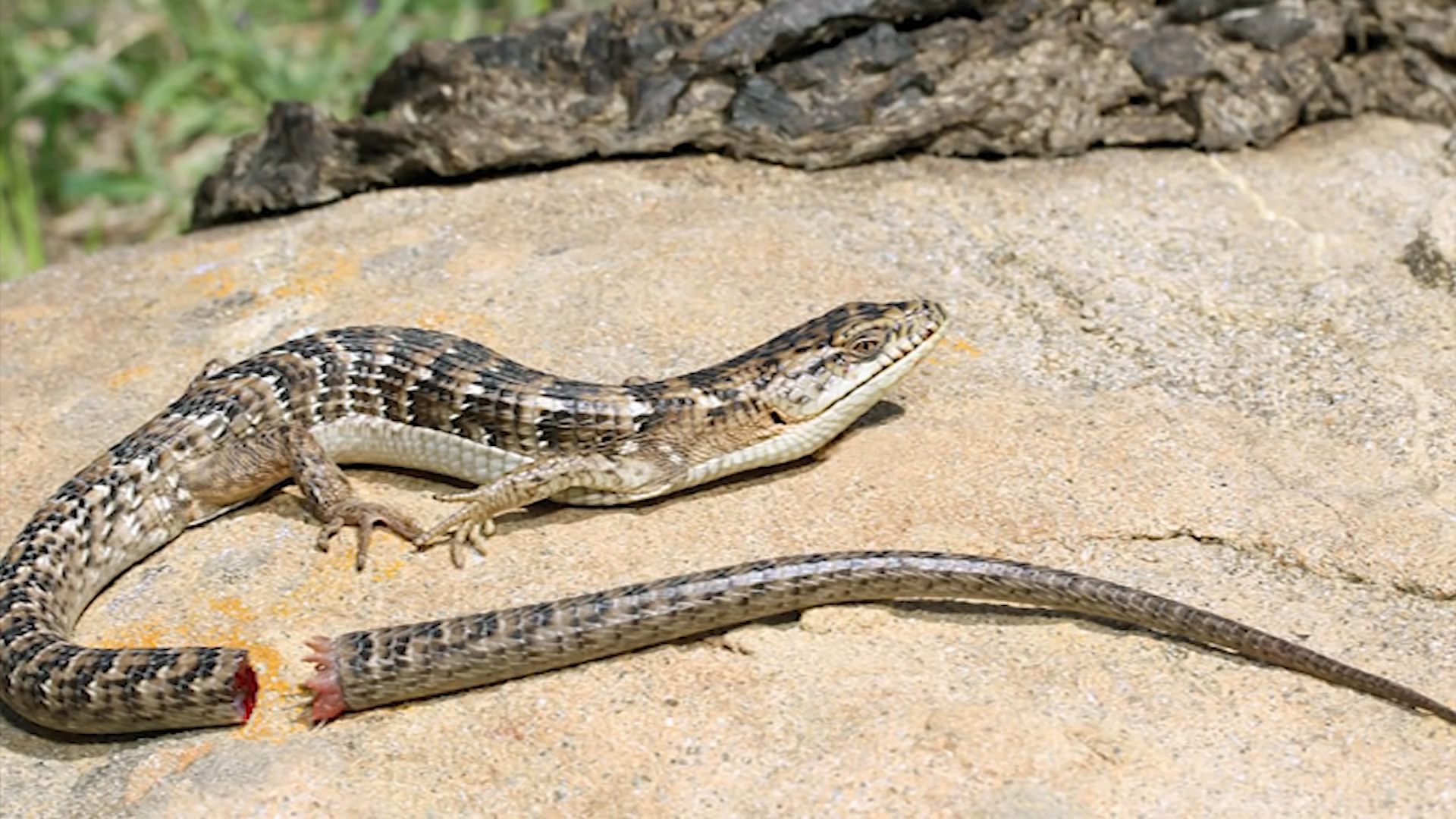 Best lizard moves ranked - what top players use to punish mistakes