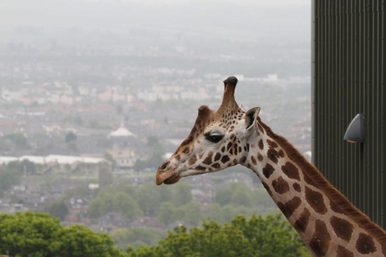 Gentle giant giraffe at Edinburgh Zoo passes away after illness