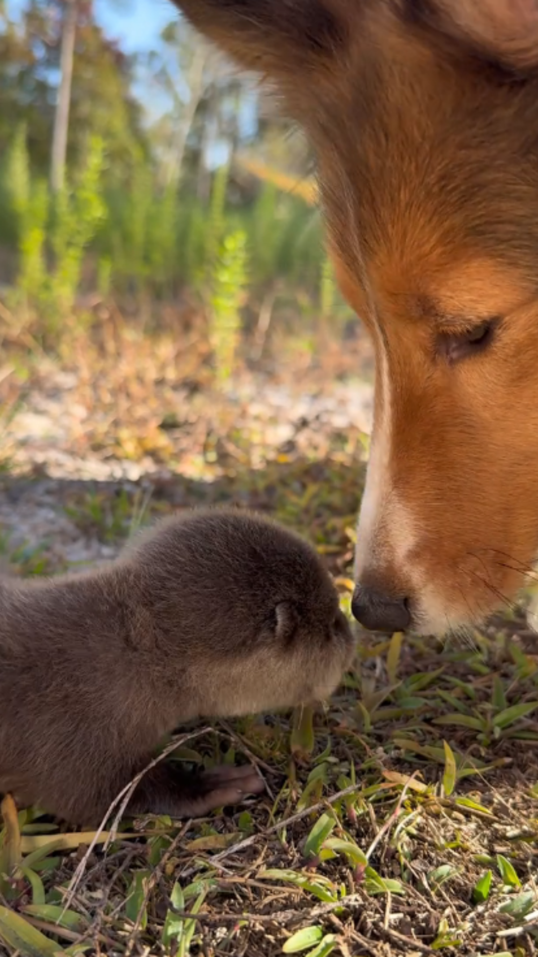A closer look at gentle socialization between dogs and otters