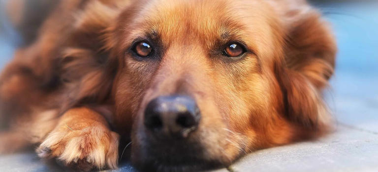Displasia all’anca nel cane: sintomi e trattamento