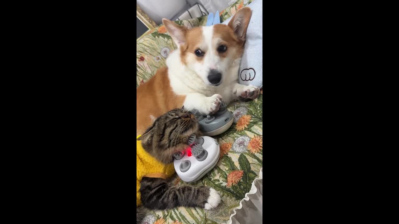 Corgi and its cat companion seen enjoying electric massagers