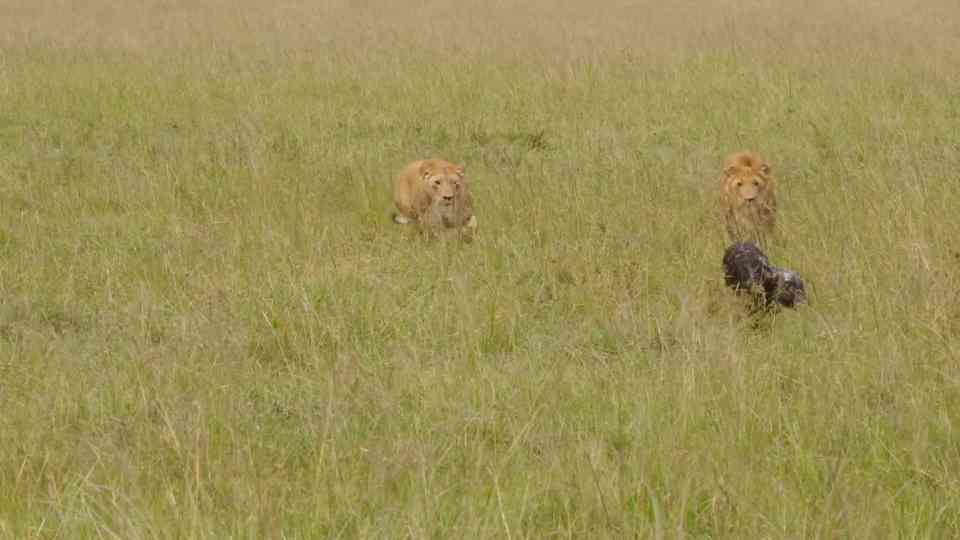 Masai Mara tribal foods explained through ingredients, culture and ...