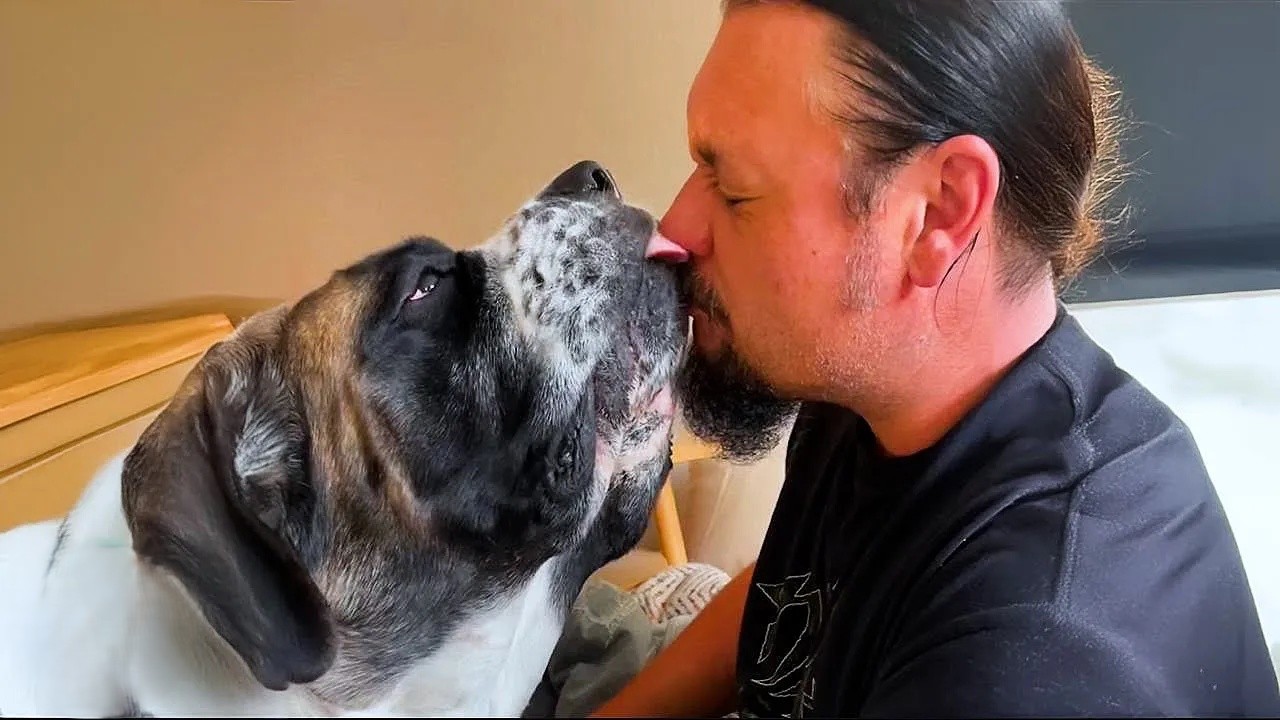 This giant dog acts like a baby - and dad wouldn’t have it any other way