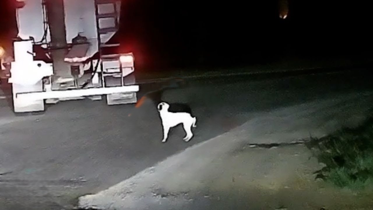 Stray dog jumped into his car - and left a pawprint on his heart forever