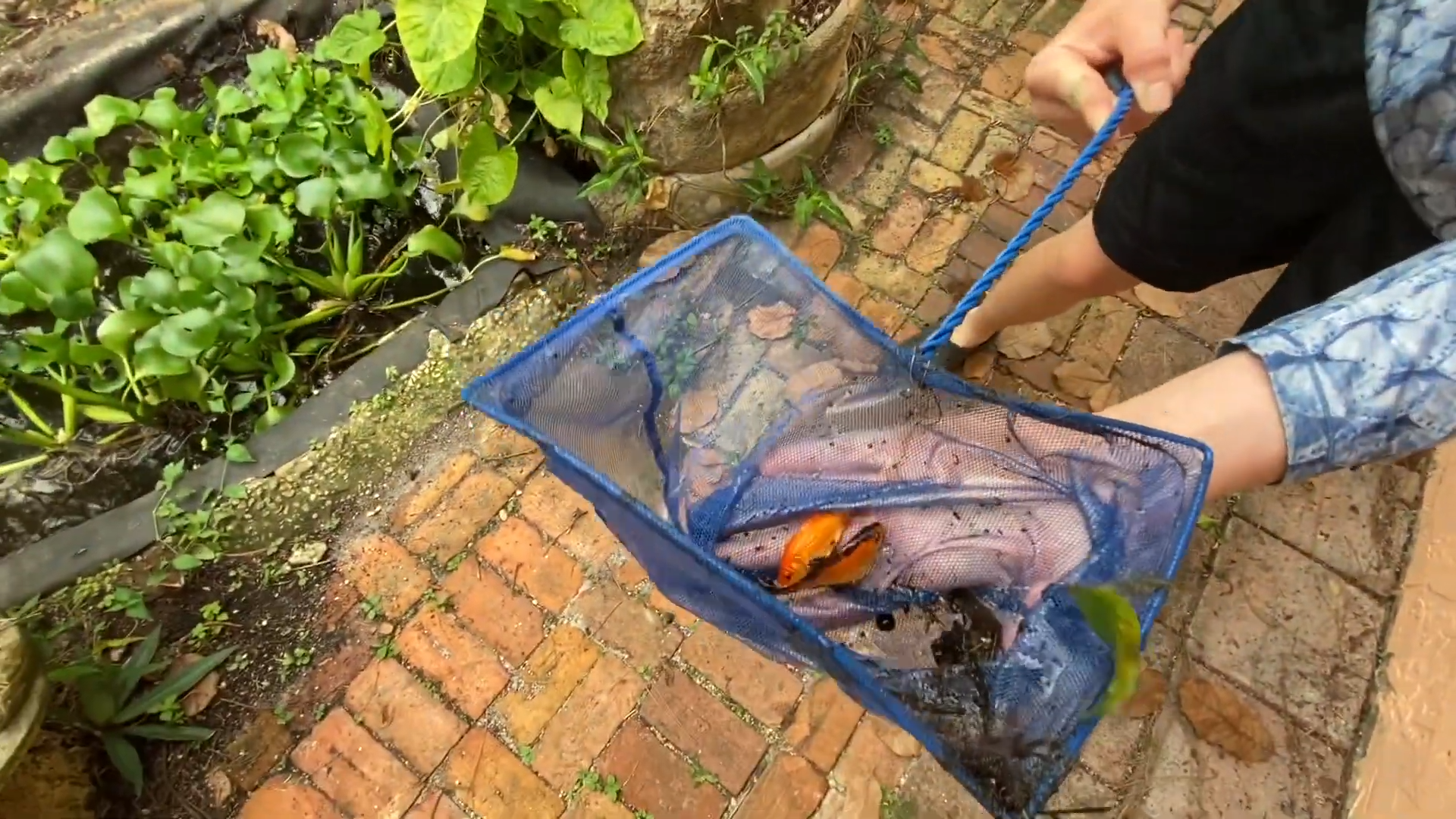 This koi appeared out of nowhere and it didn’t look real