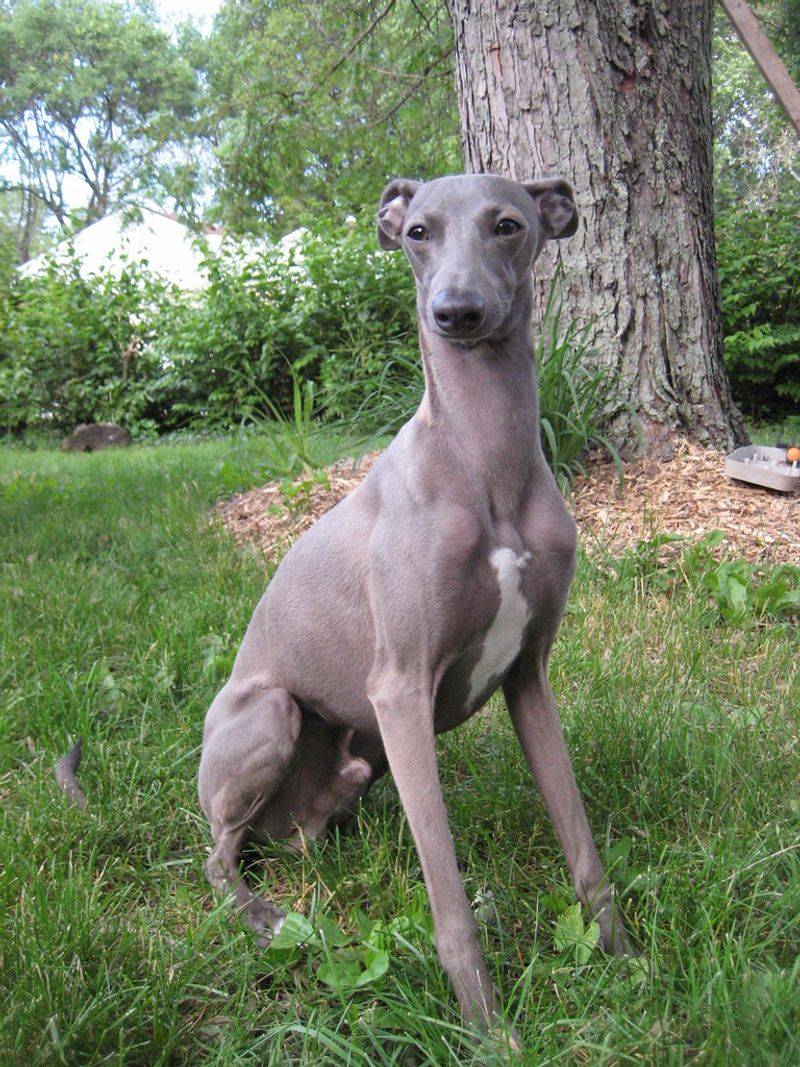 People are freaking out about silent dog stress – 12 breeds that shut ...
