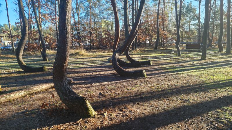 The most unusual trees in Europe? Meet Poland’s Crooked Forest