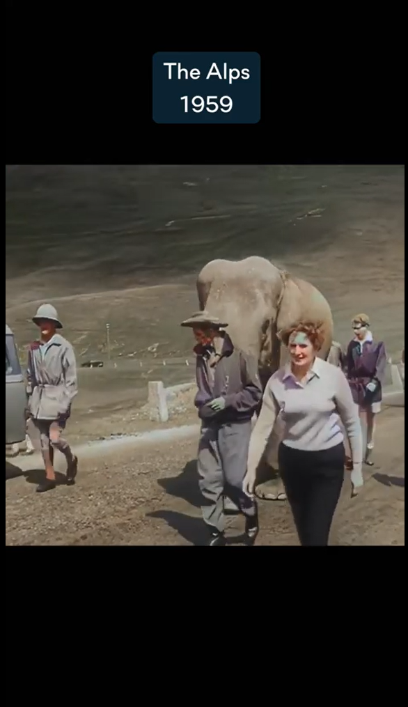 An elephant crossing the Alps in 1959