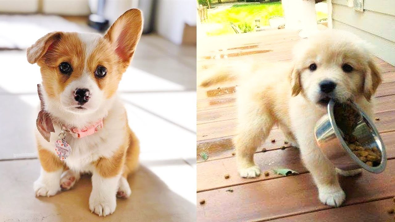 Cute puppies with everyday adventures