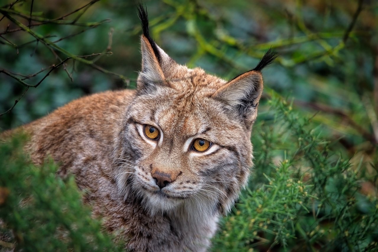 Wildlife experts warn these 7 wild cats can be lethal to rivals in ...