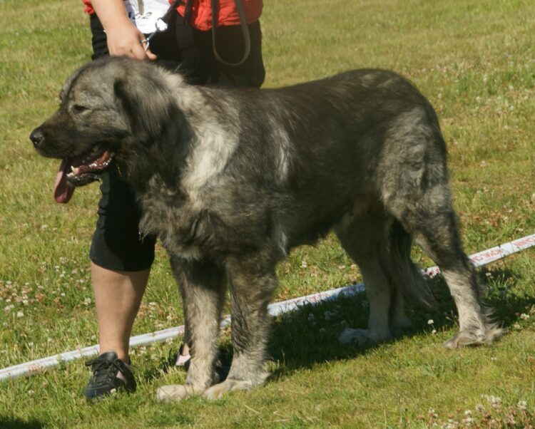 15 dog breeds you should never mess with