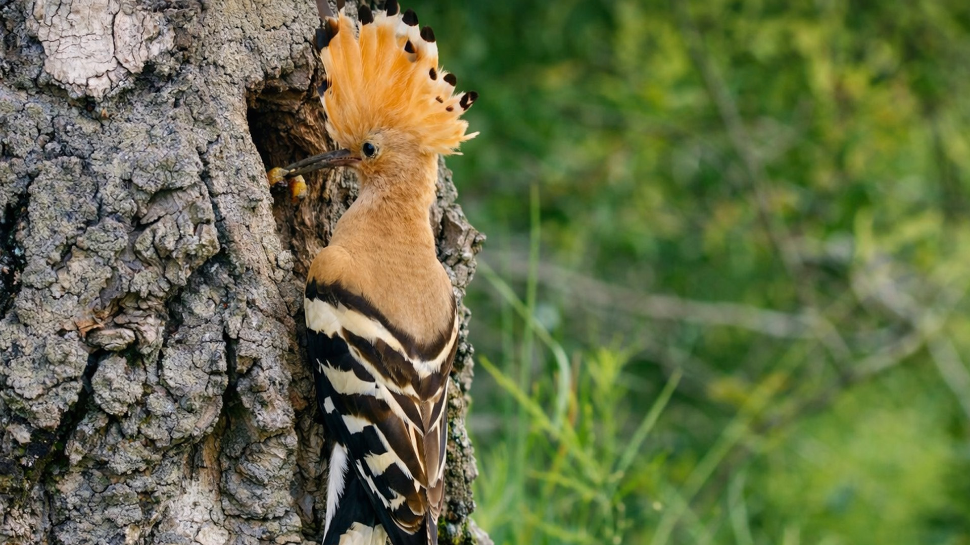 Caught this beautiful Eurasian hoopoe in action