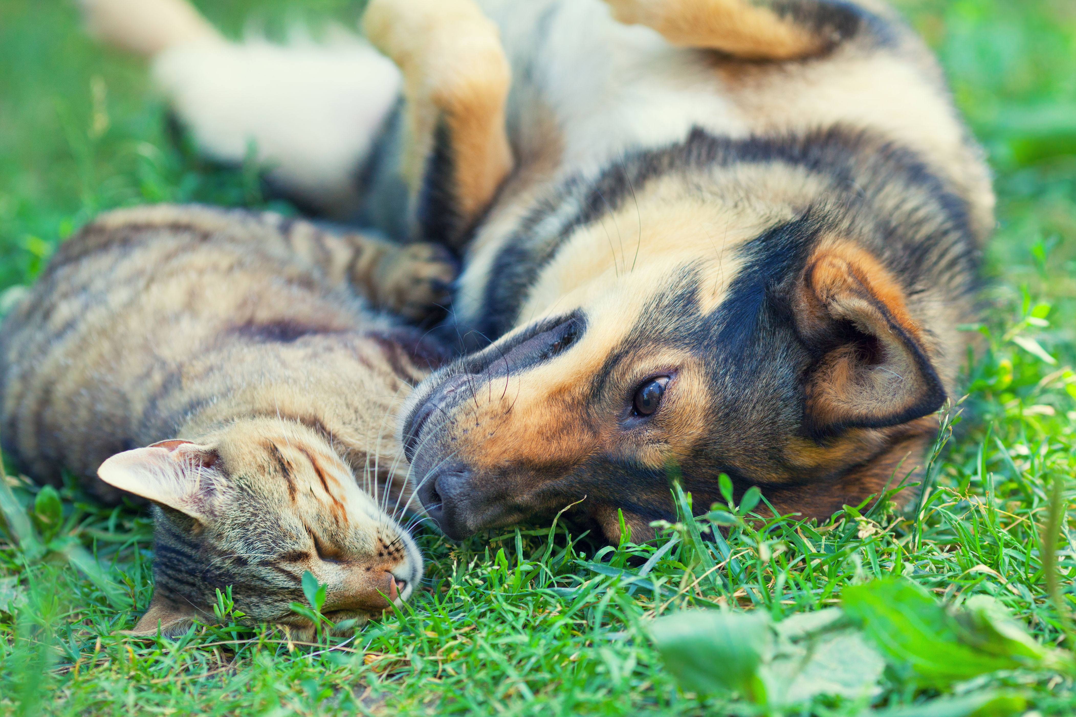 Tears over rescue dog falling in love with stray cat: “We were chosen”