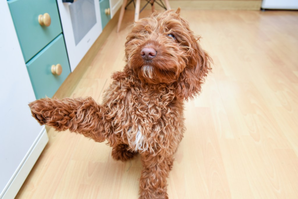 Dog gets zoomies at home, owner’s realization goes viral: "She’s not real"