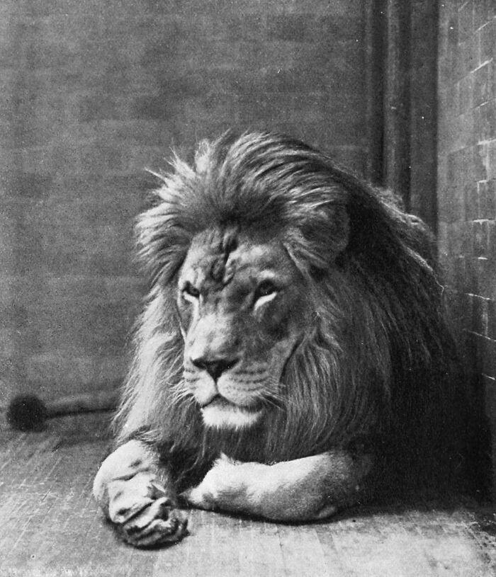 20 rare photos of extinct animals you’ll only ever get to see in ...