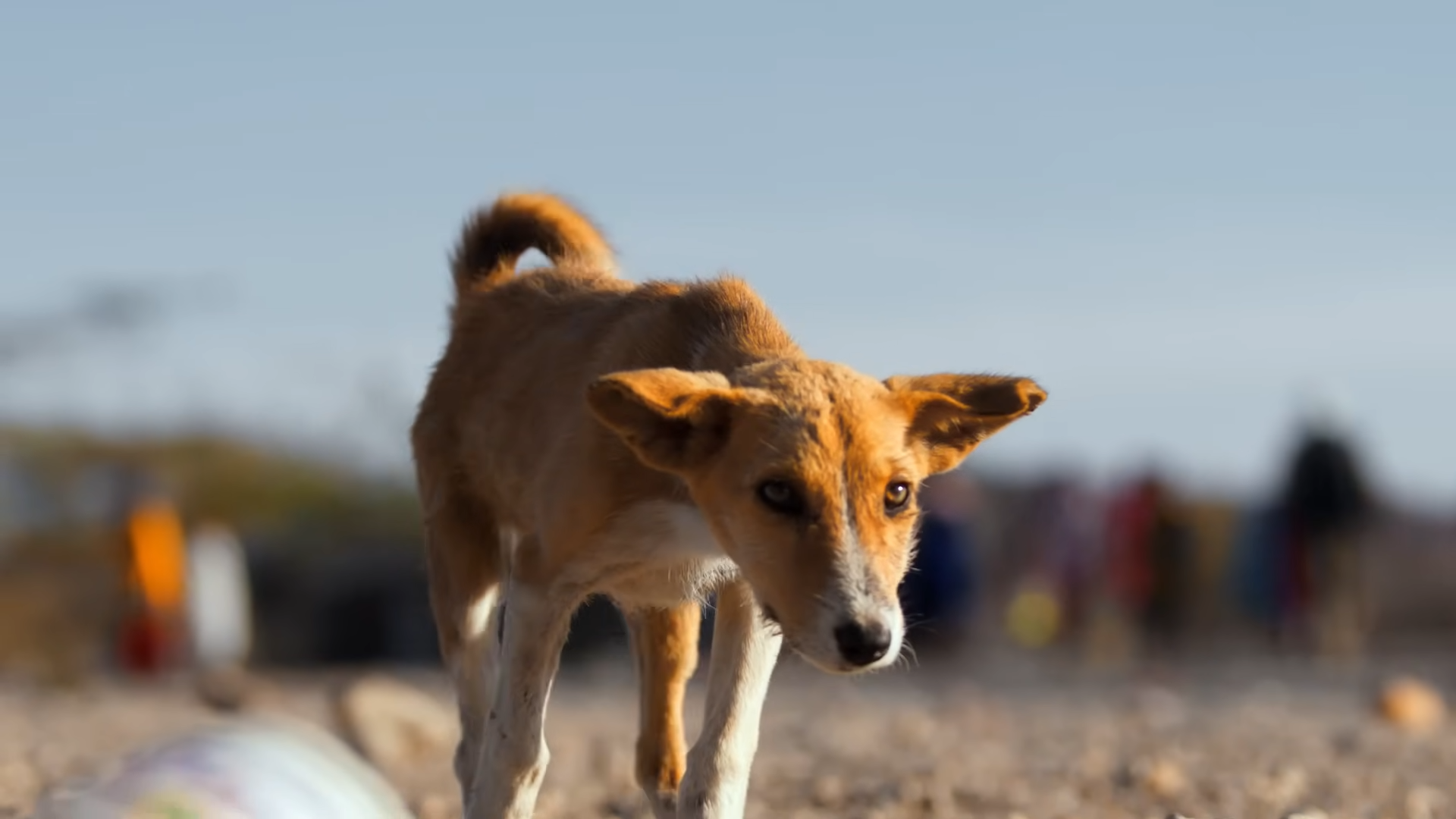 Why dogs are treated so harshly in the Bible