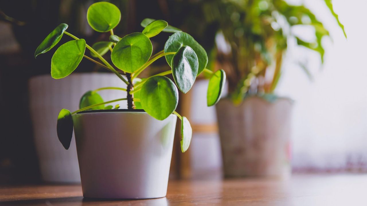 5 lucky houseplants designers love for bringing good energy into a home ...