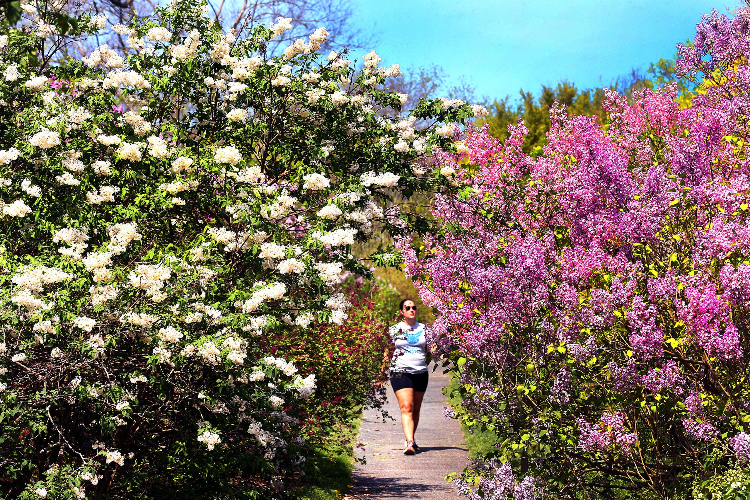 Sick of winter? Here’s what spring will look like in New England, per ...