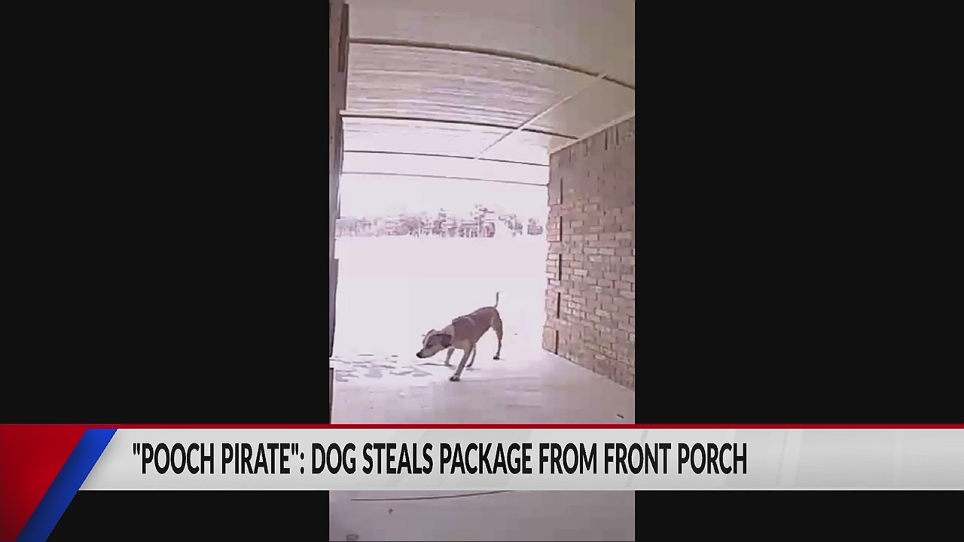Pooch pirate: Dog steals package from front porch