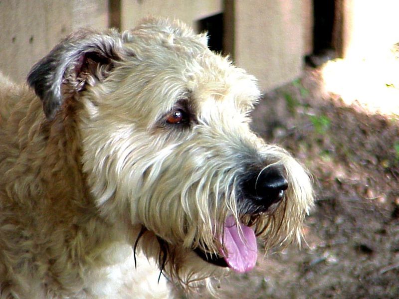 Coughing after drinking water? Don't brush it off – 12 breeds that do ...