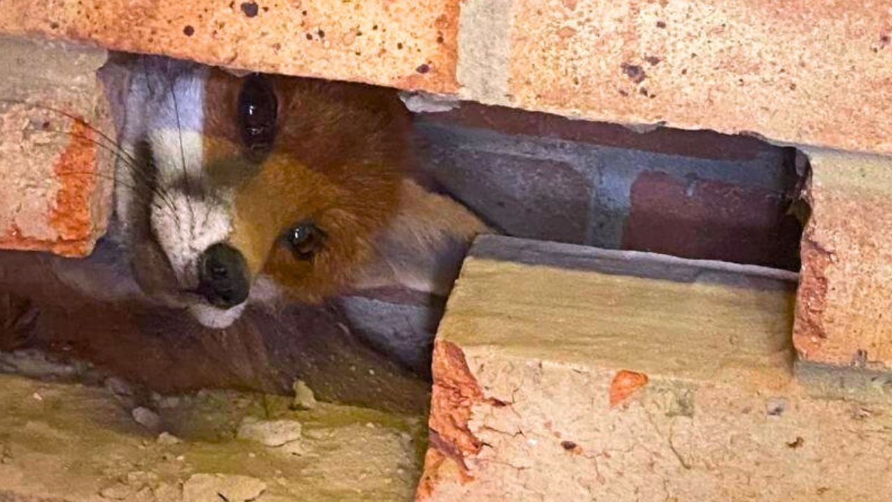 Video captures fox rescued after being trapped between two garages