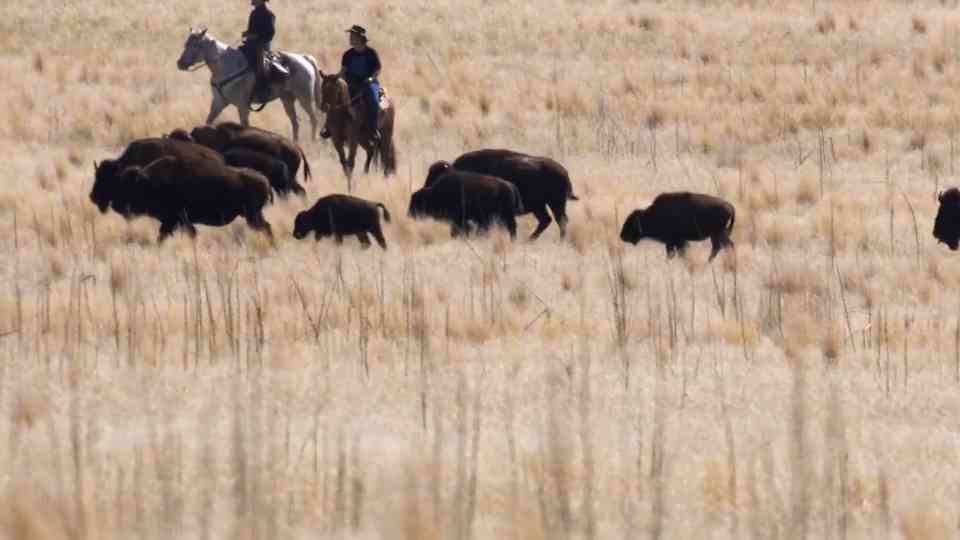How the American buffalo went from millions to almost nothing