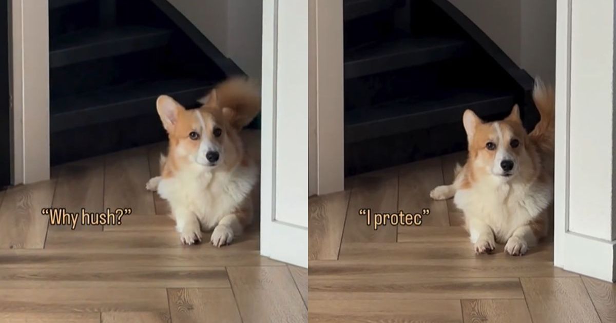 Video: Dog's reaction to being told not to bark is hilarious