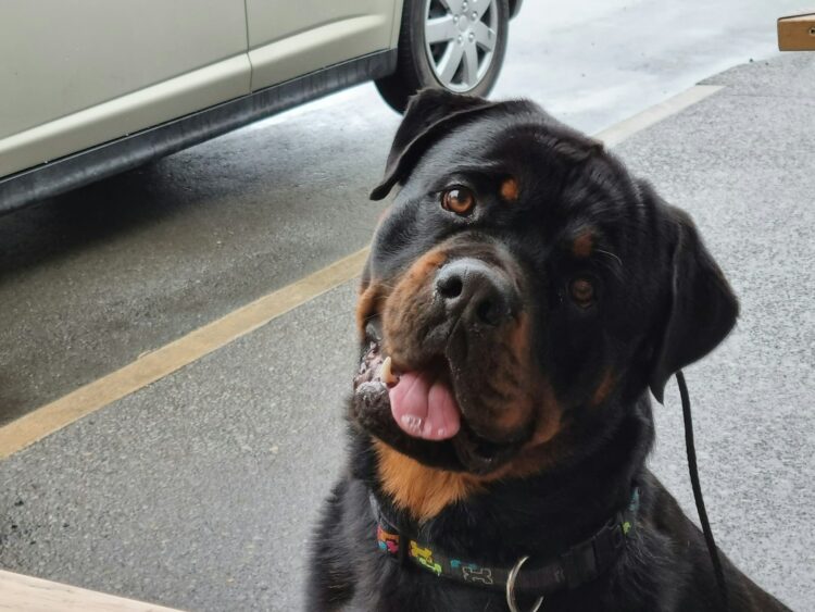 15 dog breeds you should never mess with