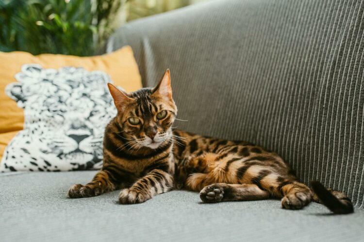 15 worst cat breeds for first-time owners