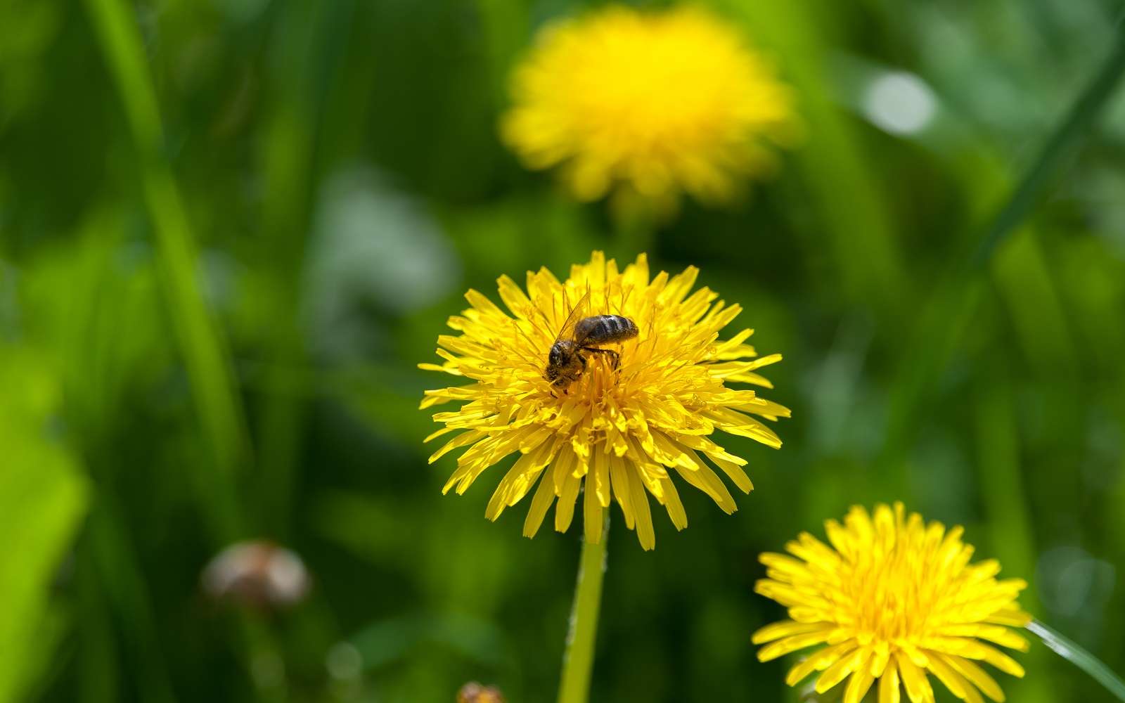Guide du jardinage : comment identifier 6 plantes bio-indicatrices pour ...